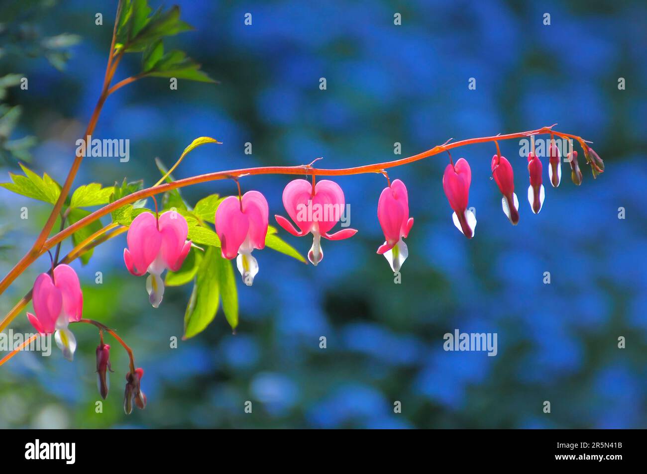 Weeping Heart (Dicentra spectabilis) Flowering in the Garden, Weeping ...