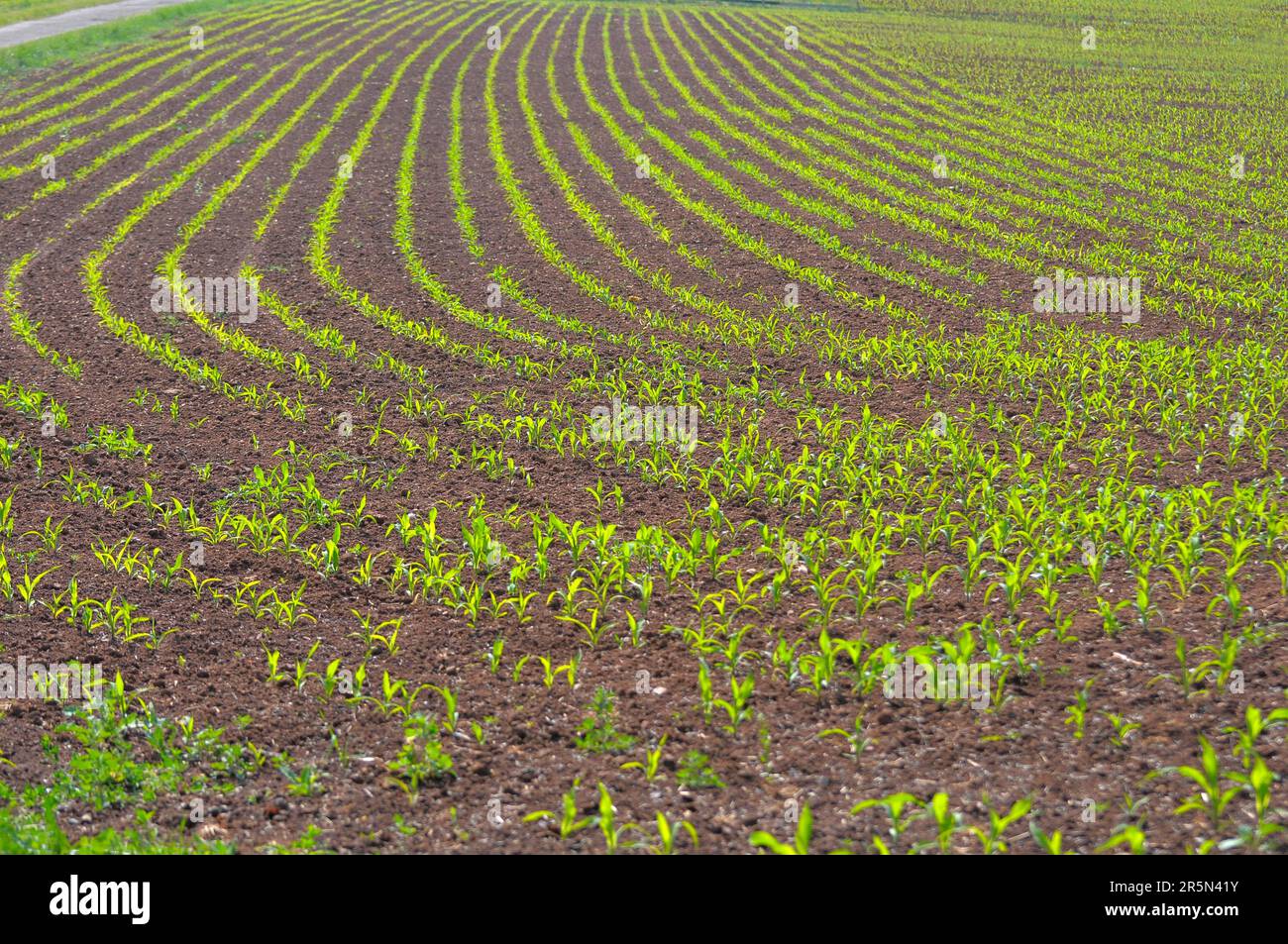 Agricultural field maize crop hi-res stock photography and images - Alamy
