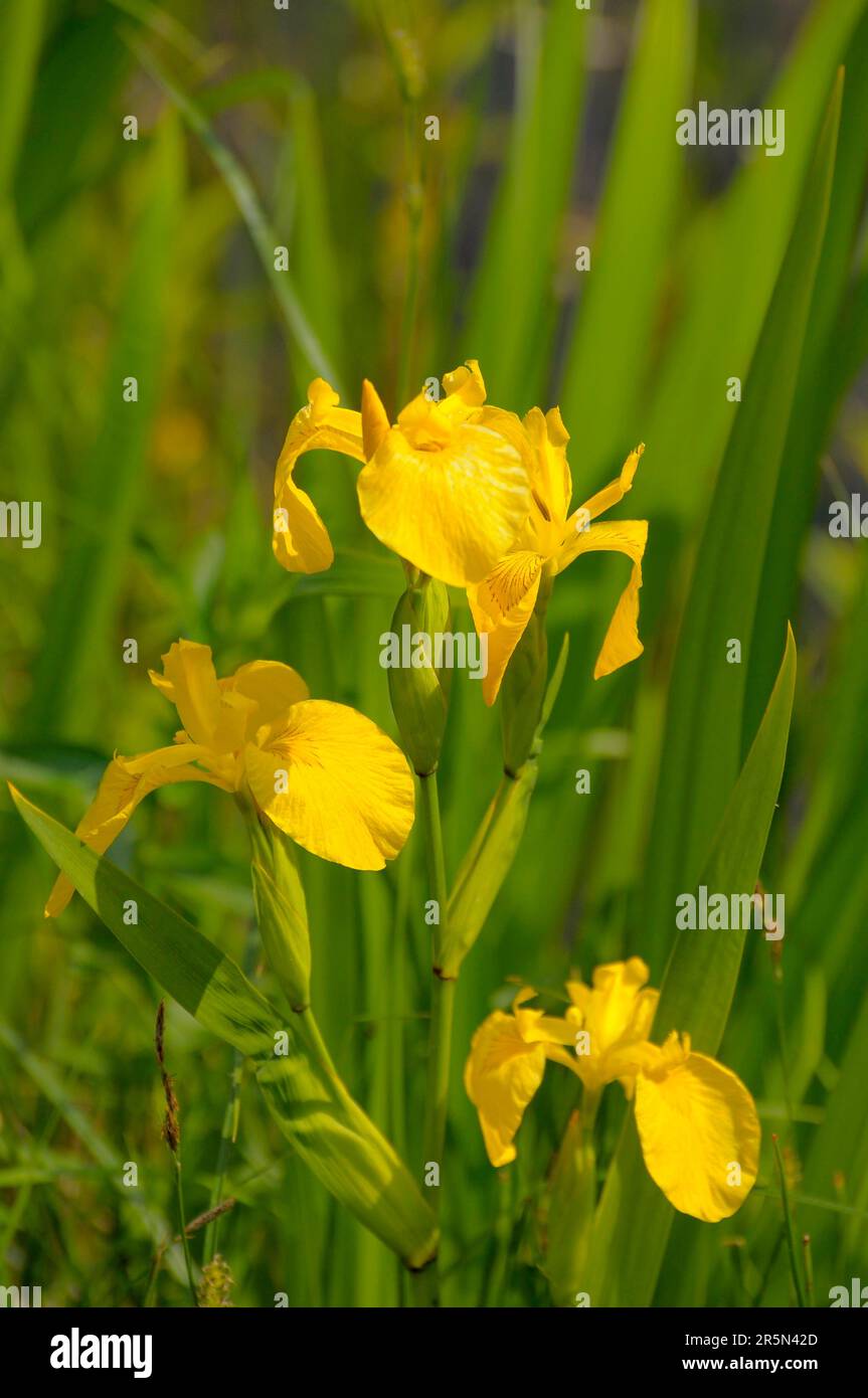 Marsh iris by the pond, Marsh iris, Yellow iris (Iris pseudacorus Stock ...