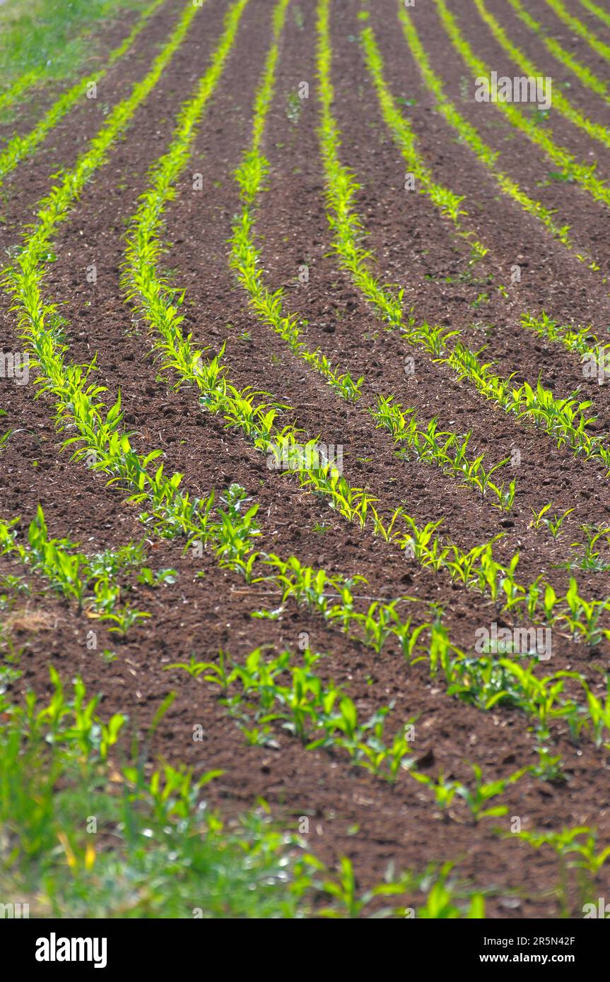 Maize field with young plants Stock Photo - Alamy