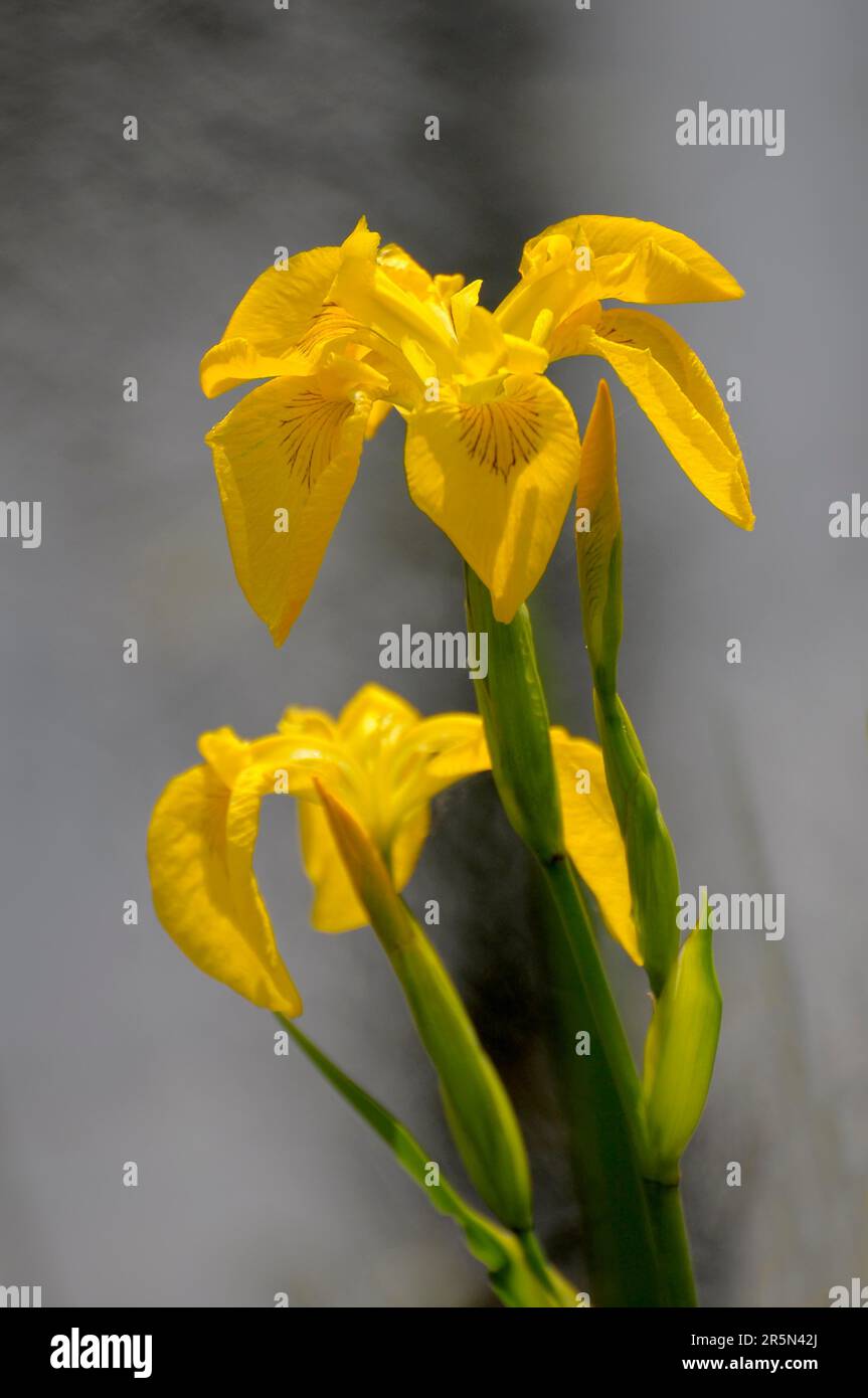 Marsh iris by the pond, Marsh iris, Yellow iris (Iris pseudacorus Stock ...