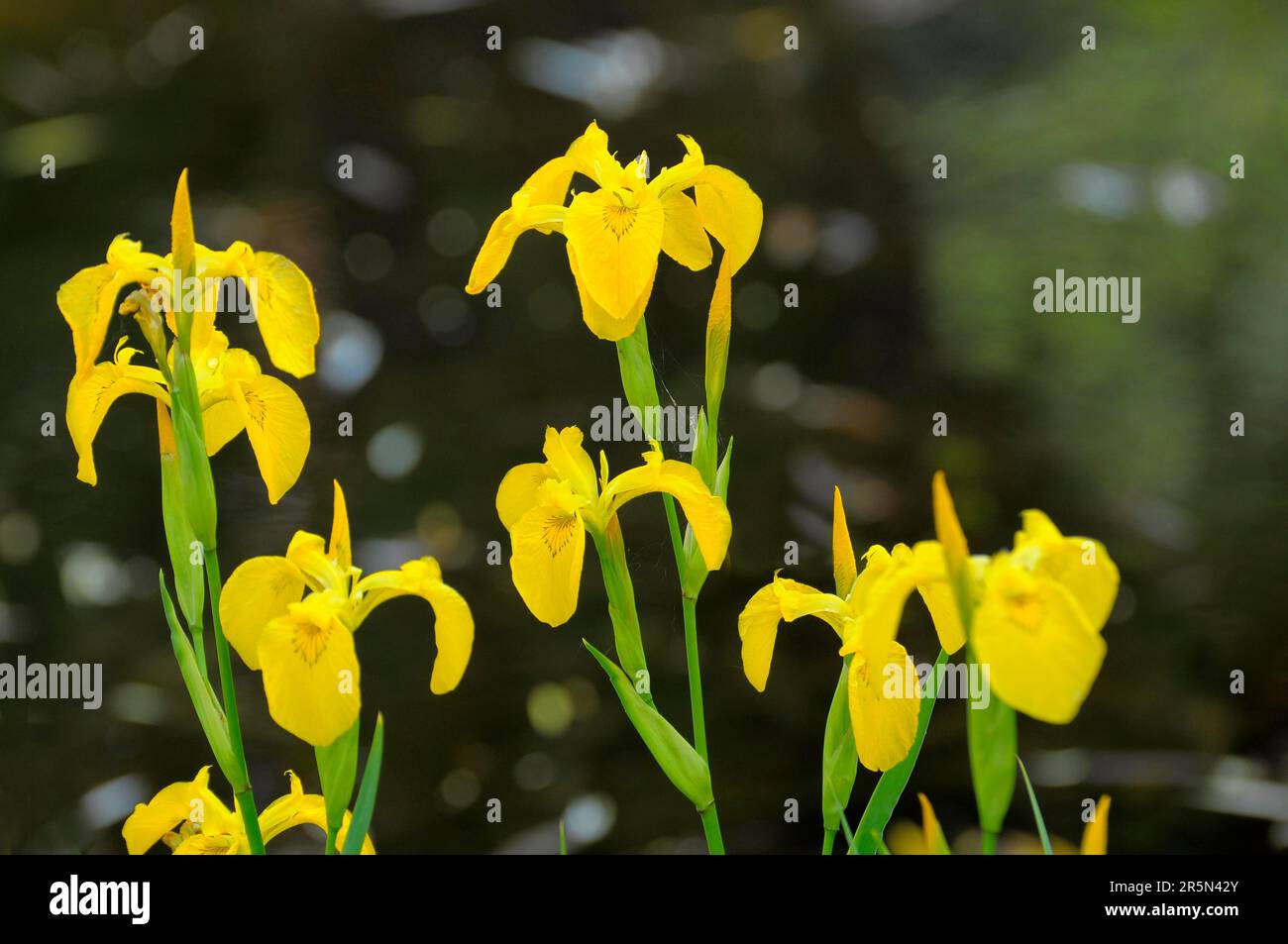 Marsh iris by the pond, Marsh iris, Yellow iris (Iris pseudacorus Stock ...