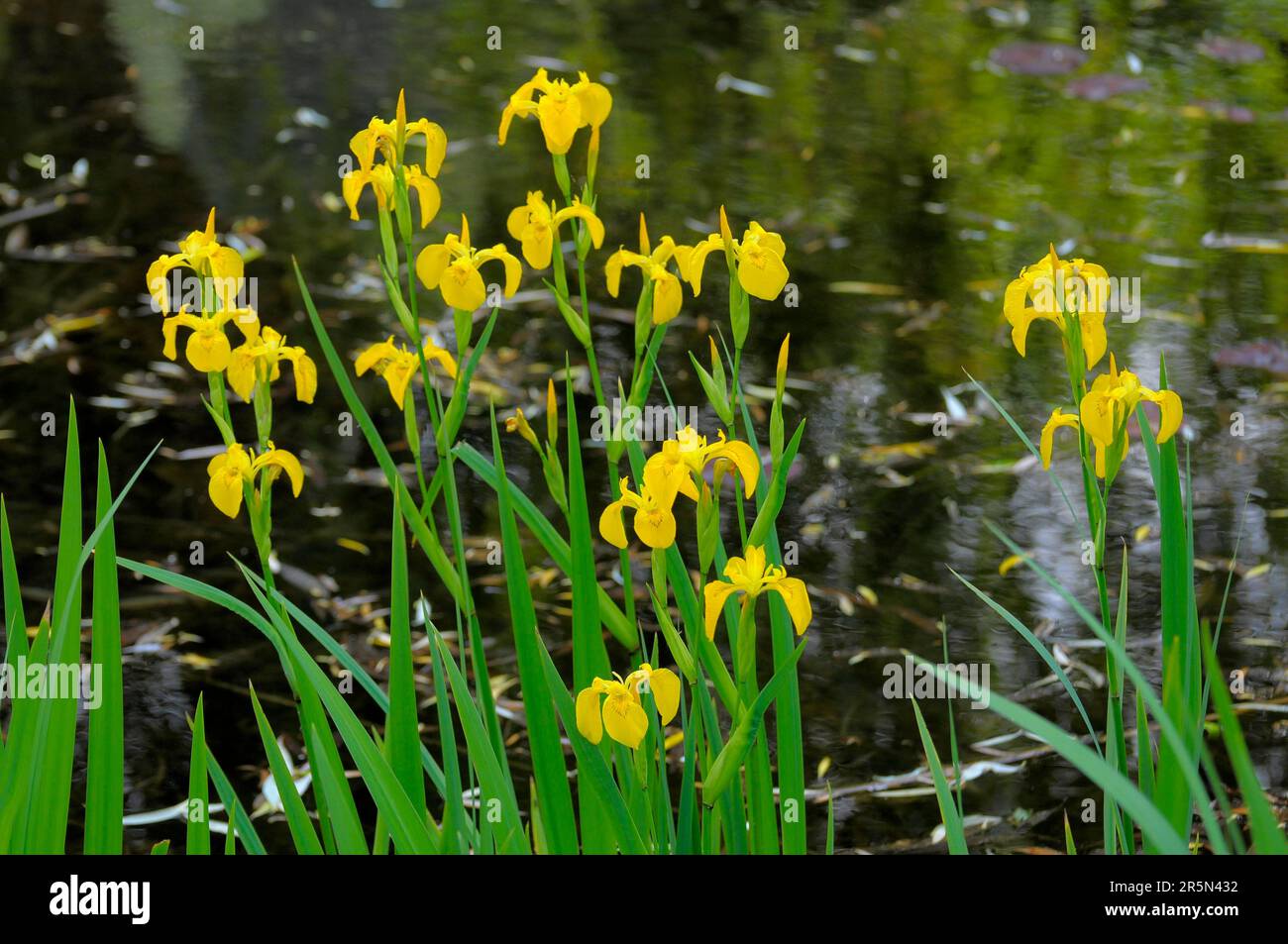 Marsh iris by the pond, Marsh iris, Yellow iris (Iris pseudacorus Stock ...
