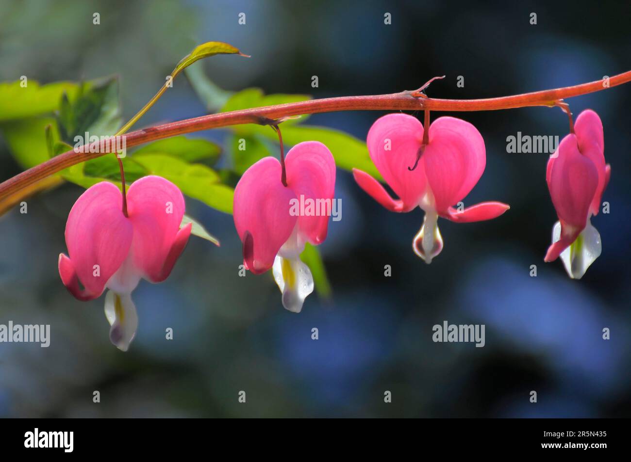 Weeping Heart (Dicentra spectabilis) Flowering in the Garden, Weeping ...