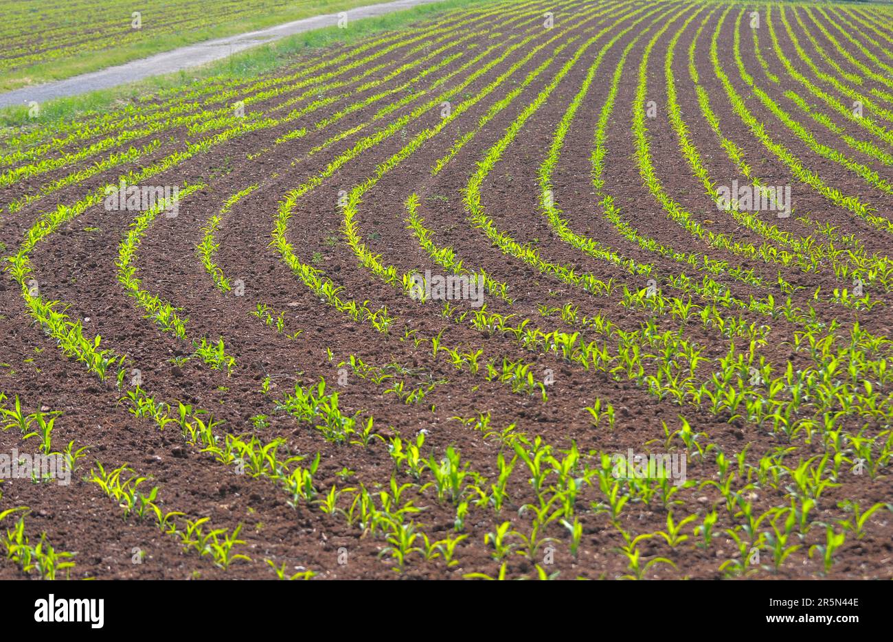 Maize field with young plants Stock Photo - Alamy