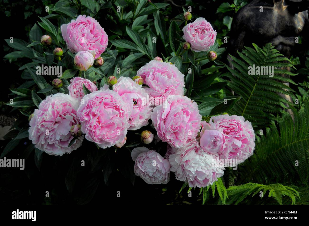 Peonies italy hi-res stock photography and images - Alamy