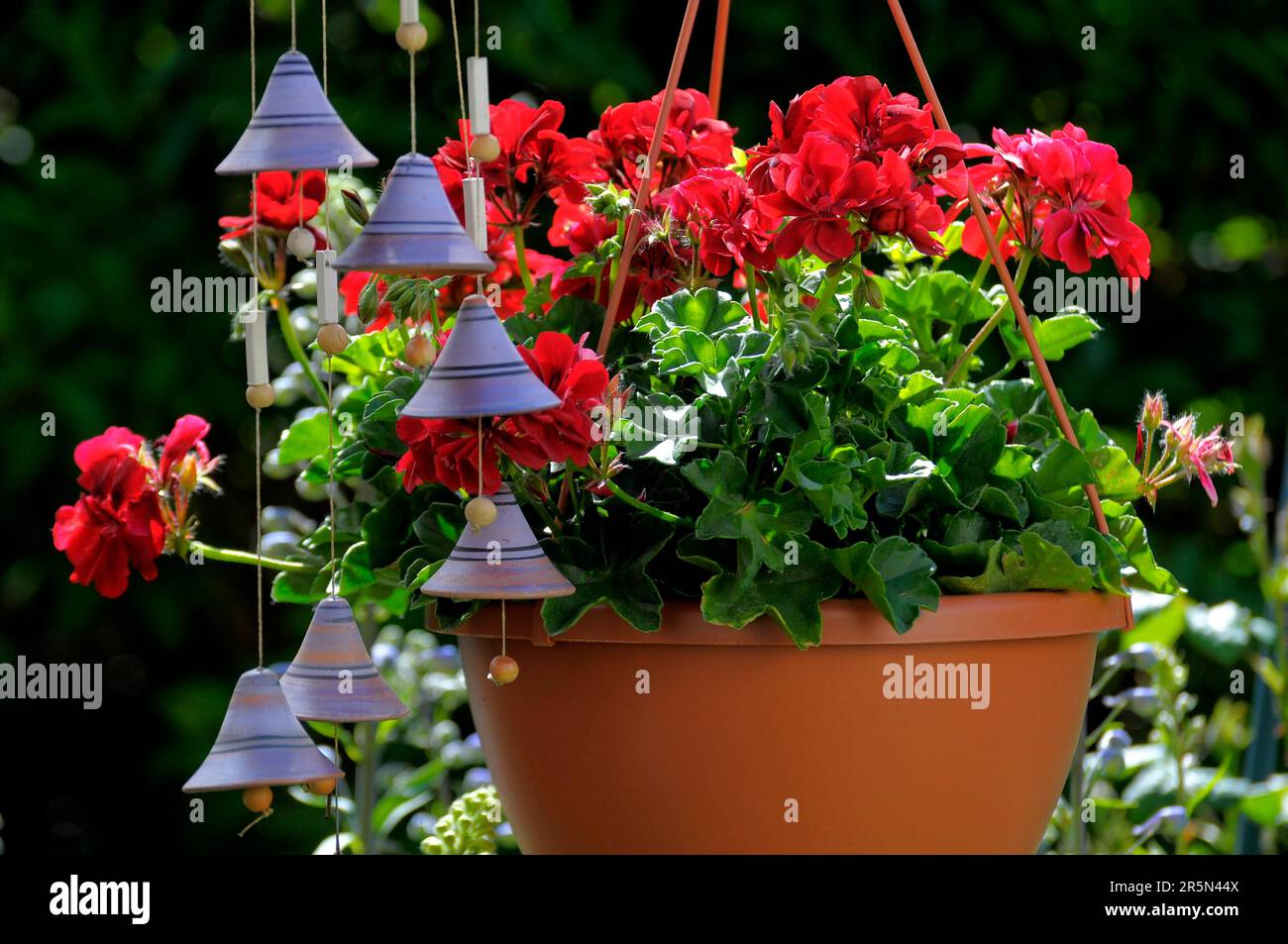 Hanging geraniums hi-res stock photography and images - Alamy