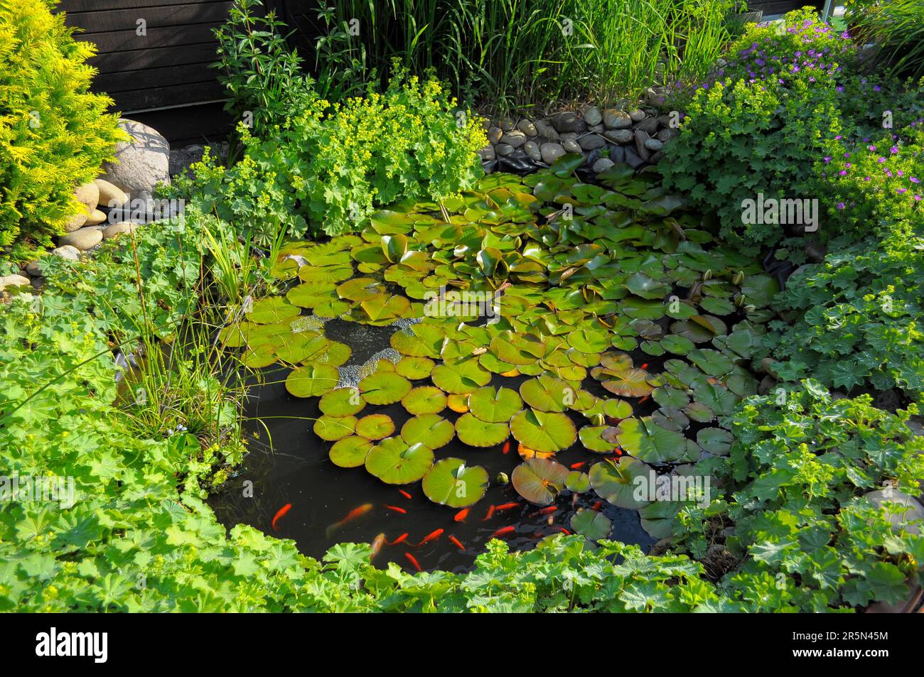 Water Lily Pond in the Garden Stock Photo - Alamy