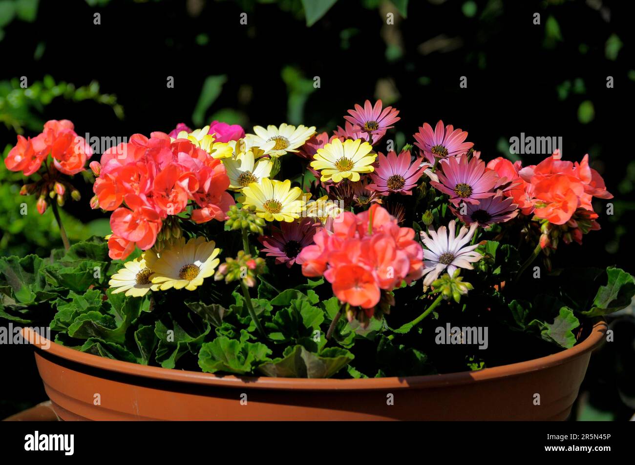 Various summer flowers in planter Stock Photo - Alamy