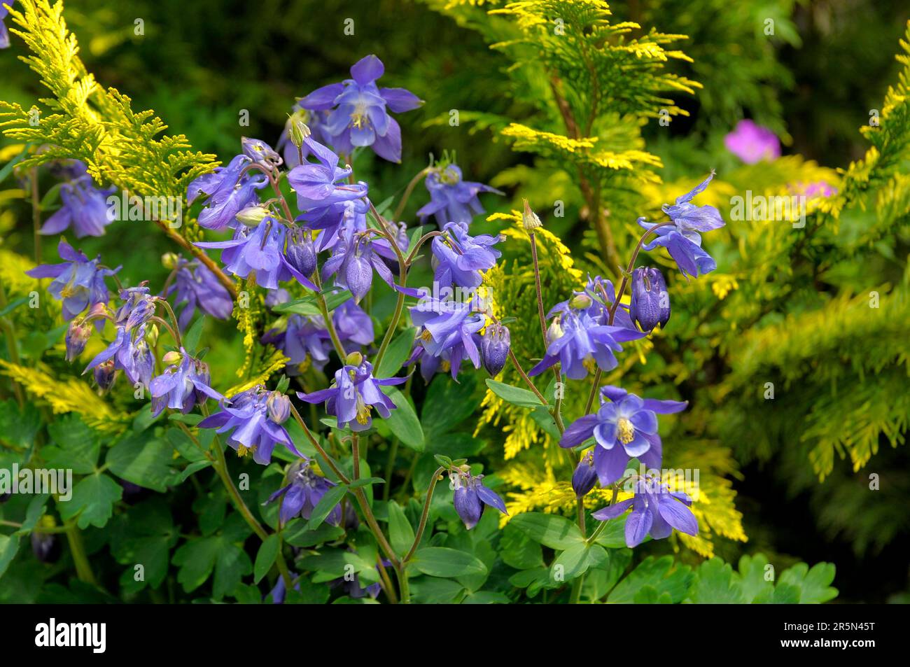 Columbine blue flowering in the garden, european columbine (Aquilegia ...