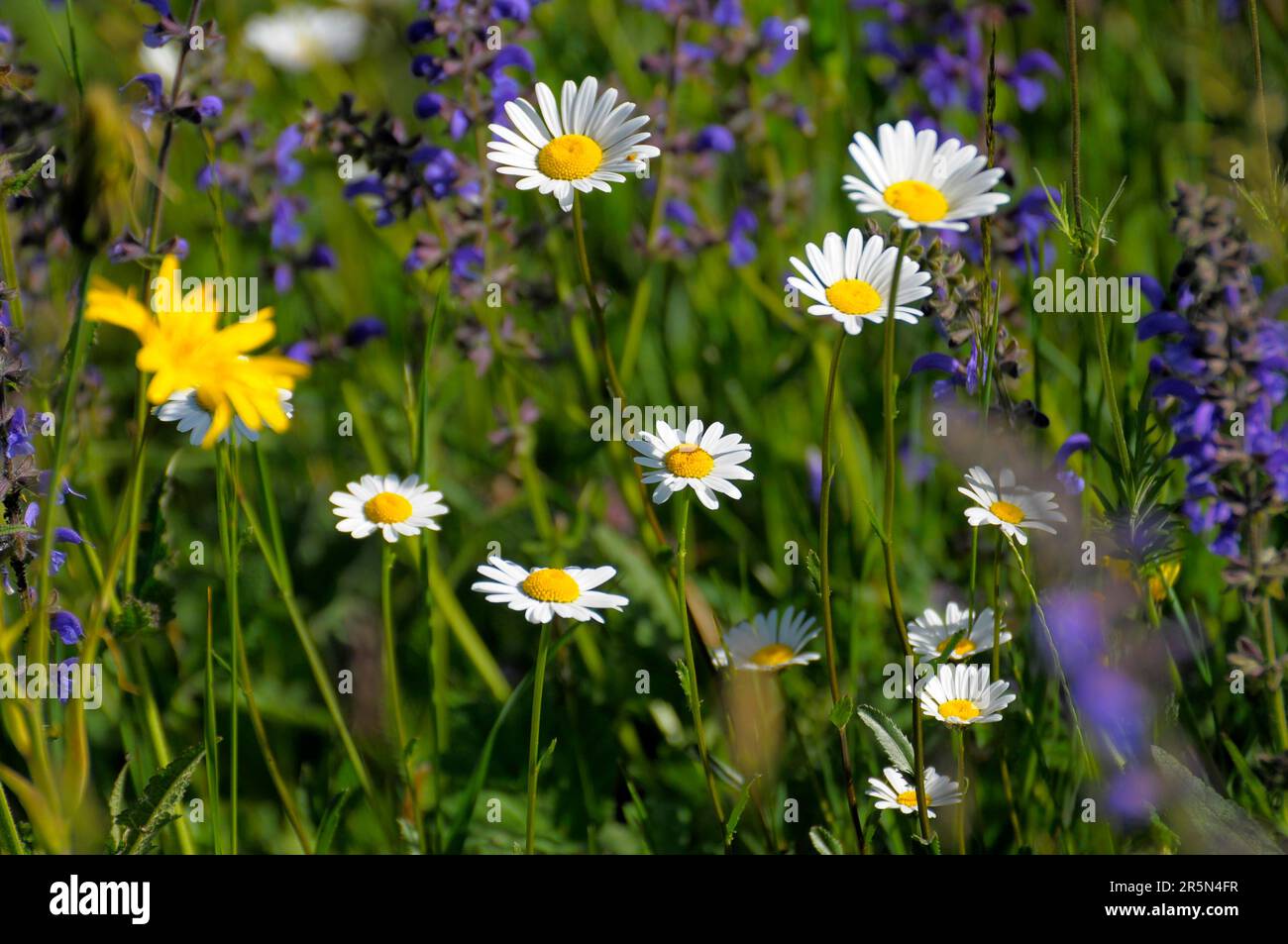 Meadow, meadow flowers in South Tyrol, ox-eye daisies (Leucanthemum ...