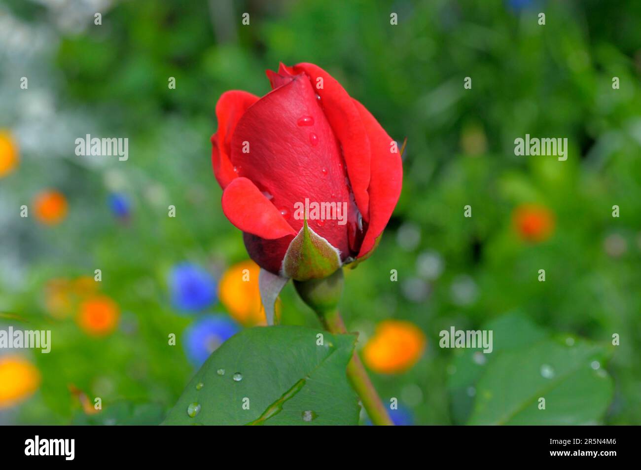 Single shrub rose red flowering in the garden Stock Photo - Alamy