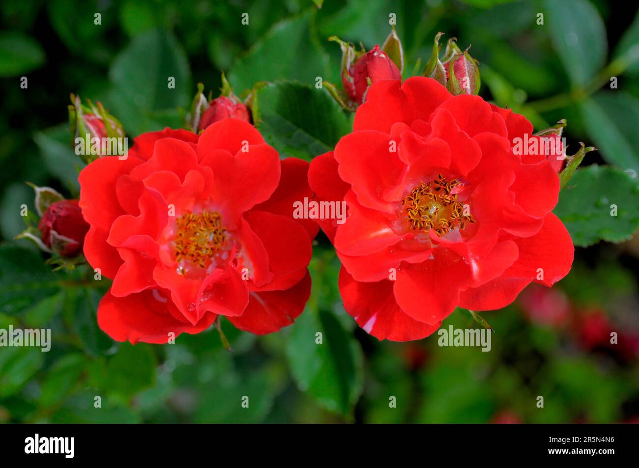 Dwarf rose hi-res stock photography and images - Alamy