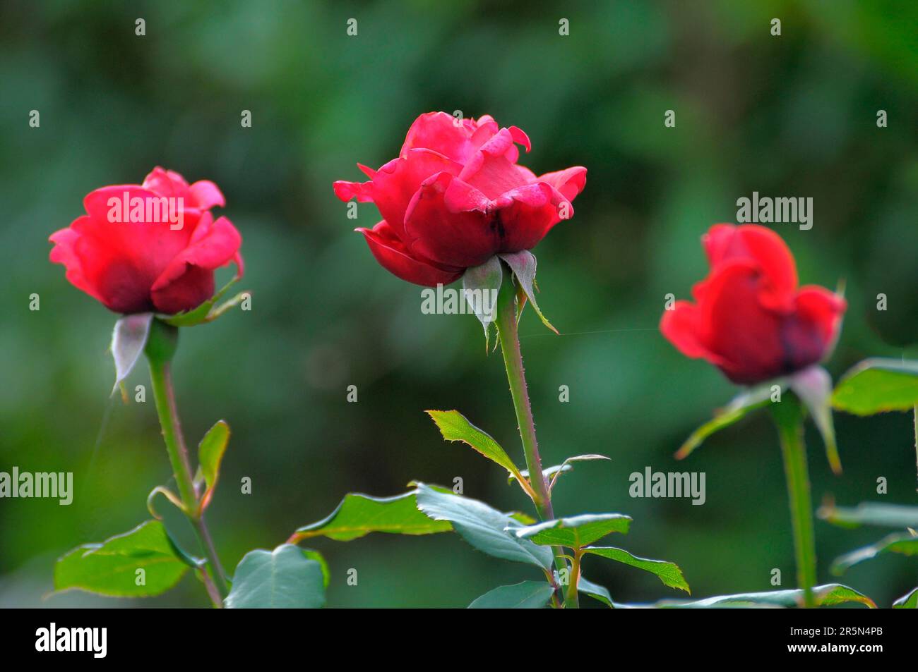 Three red shrub roses in the garden Stock Photo - Alamy
