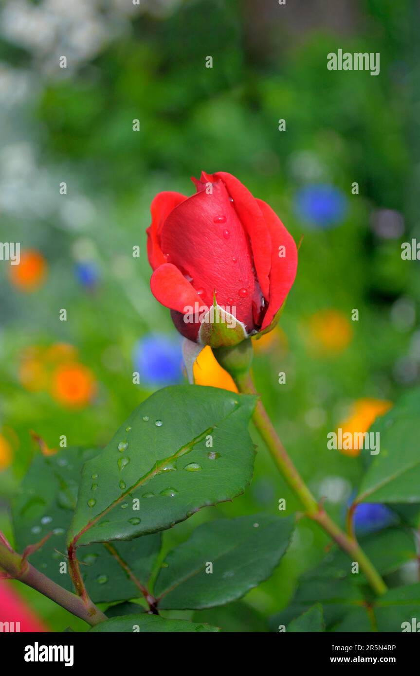 Single shrub rose red flowering in the garden Stock Photo - Alamy