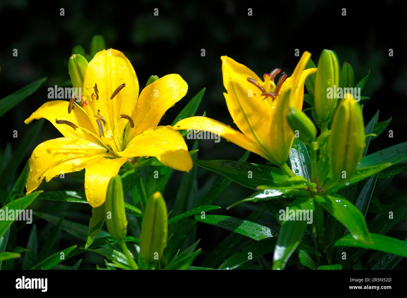 Lilies (Lilium) flowering in the garden, Midcentury, Hybrid Stock Photo ...
