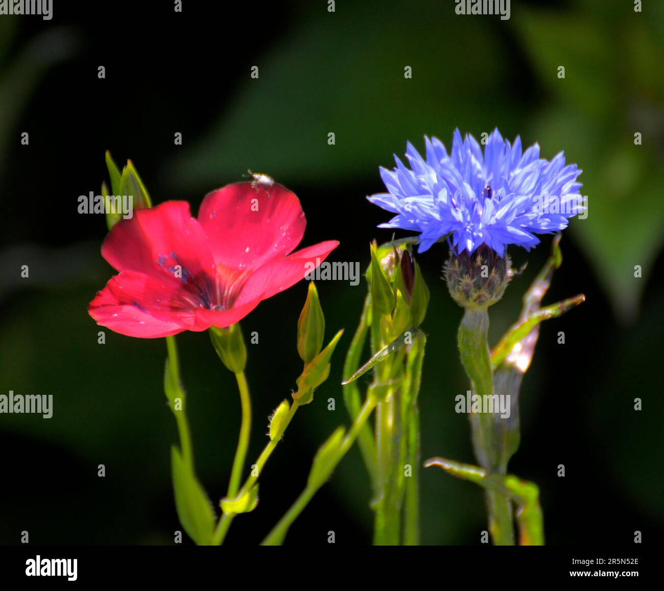 Cornflower in the garden flowering, Calandrinia, purslane red flowering ...