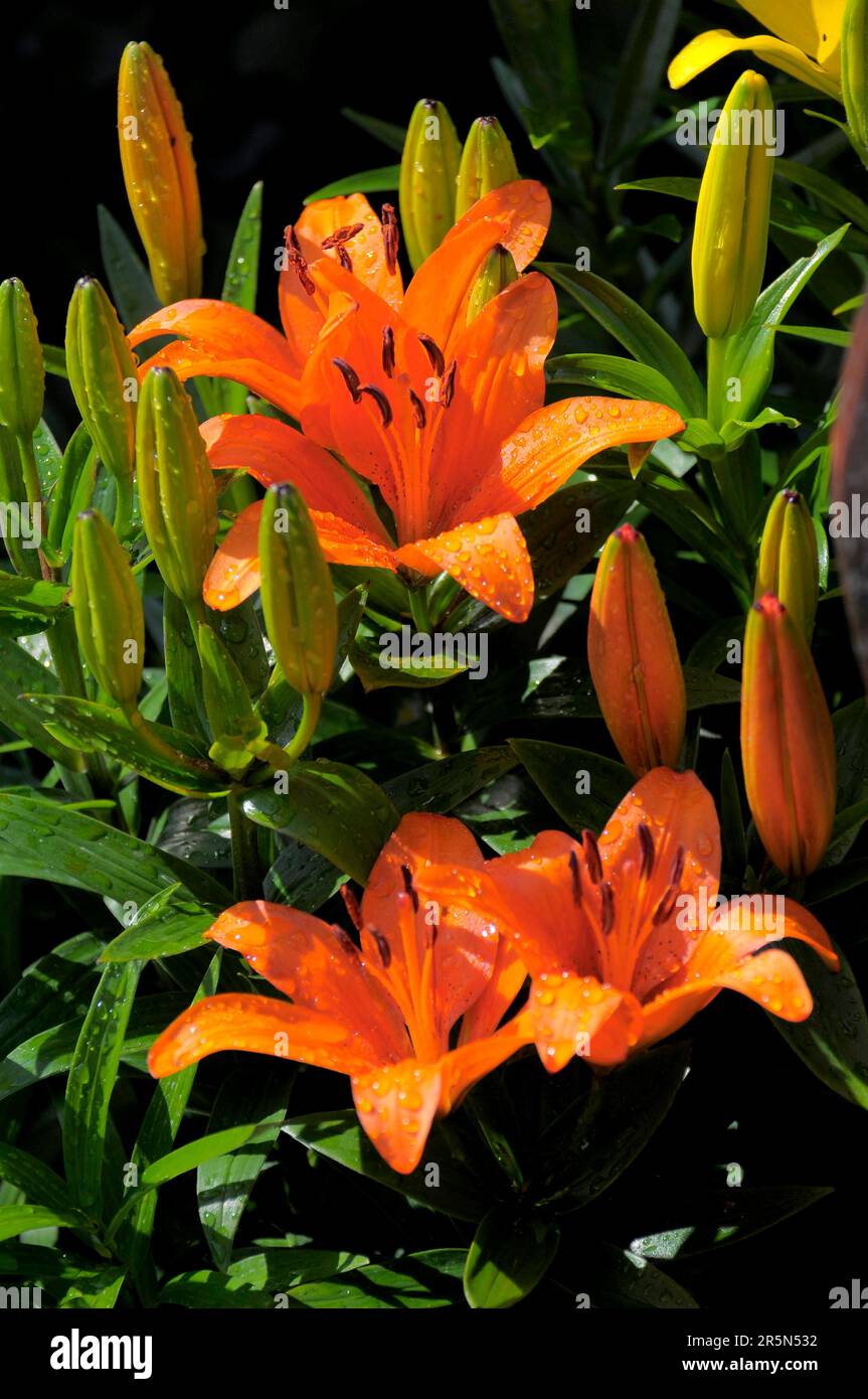 Lilies (Lilium) flowering in the garden, Midcentury, Hybrid Stock Photo ...