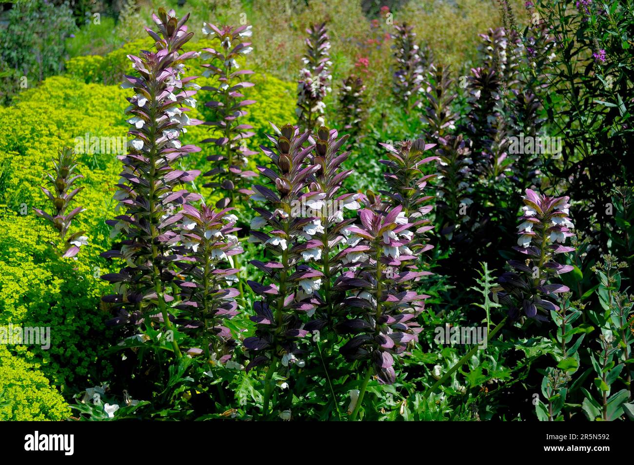 Lake Constance Island Mainau, spiny acanthus, Acantus spinotus Stock ...