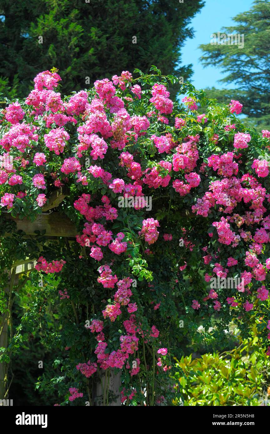 Climbing rose 'blossom time' hi-res stock photography and images - Alamy