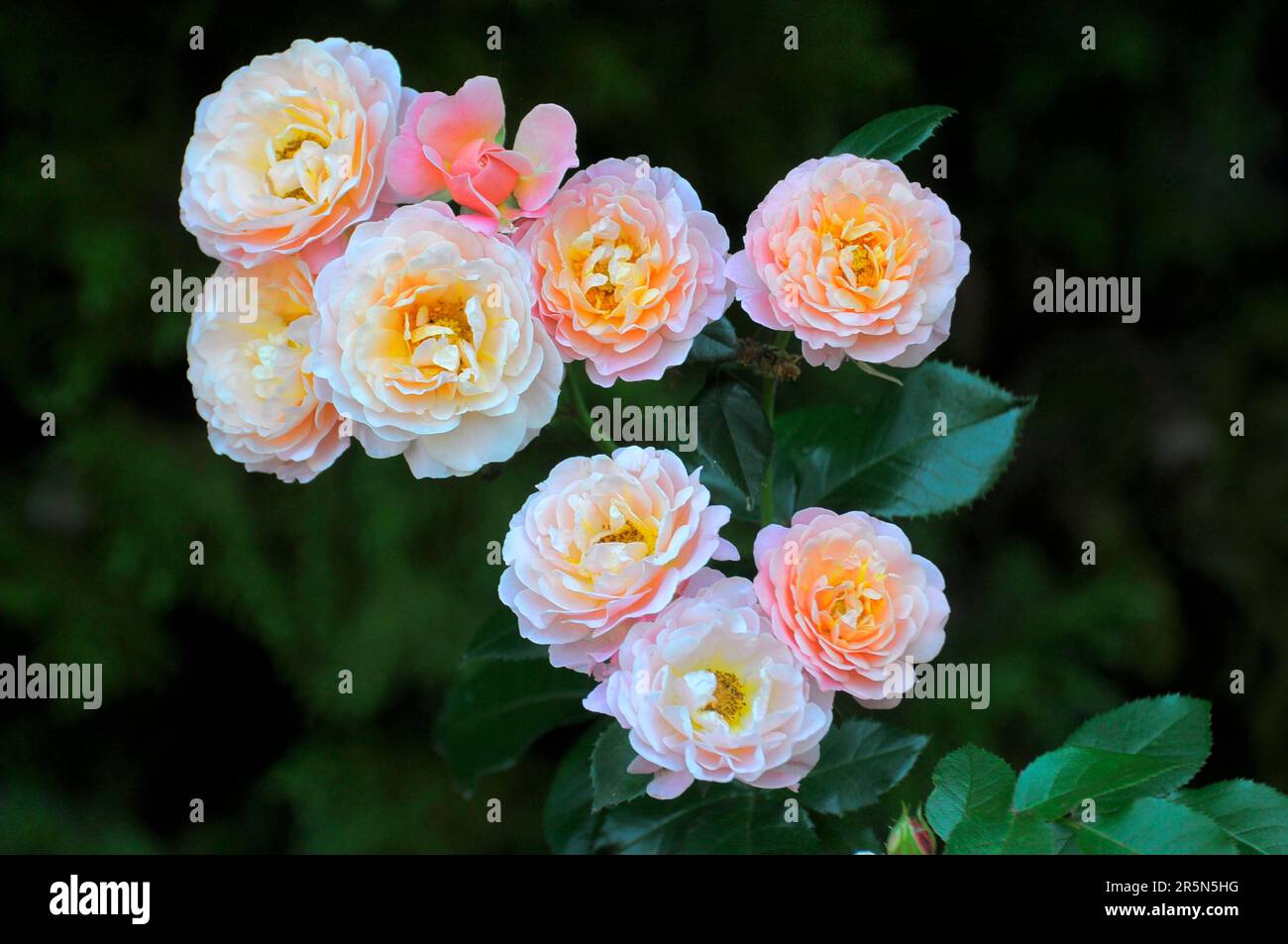 Lake Constance Island Mainau, Rose Branch, Bedding Roses Stock Photo ...