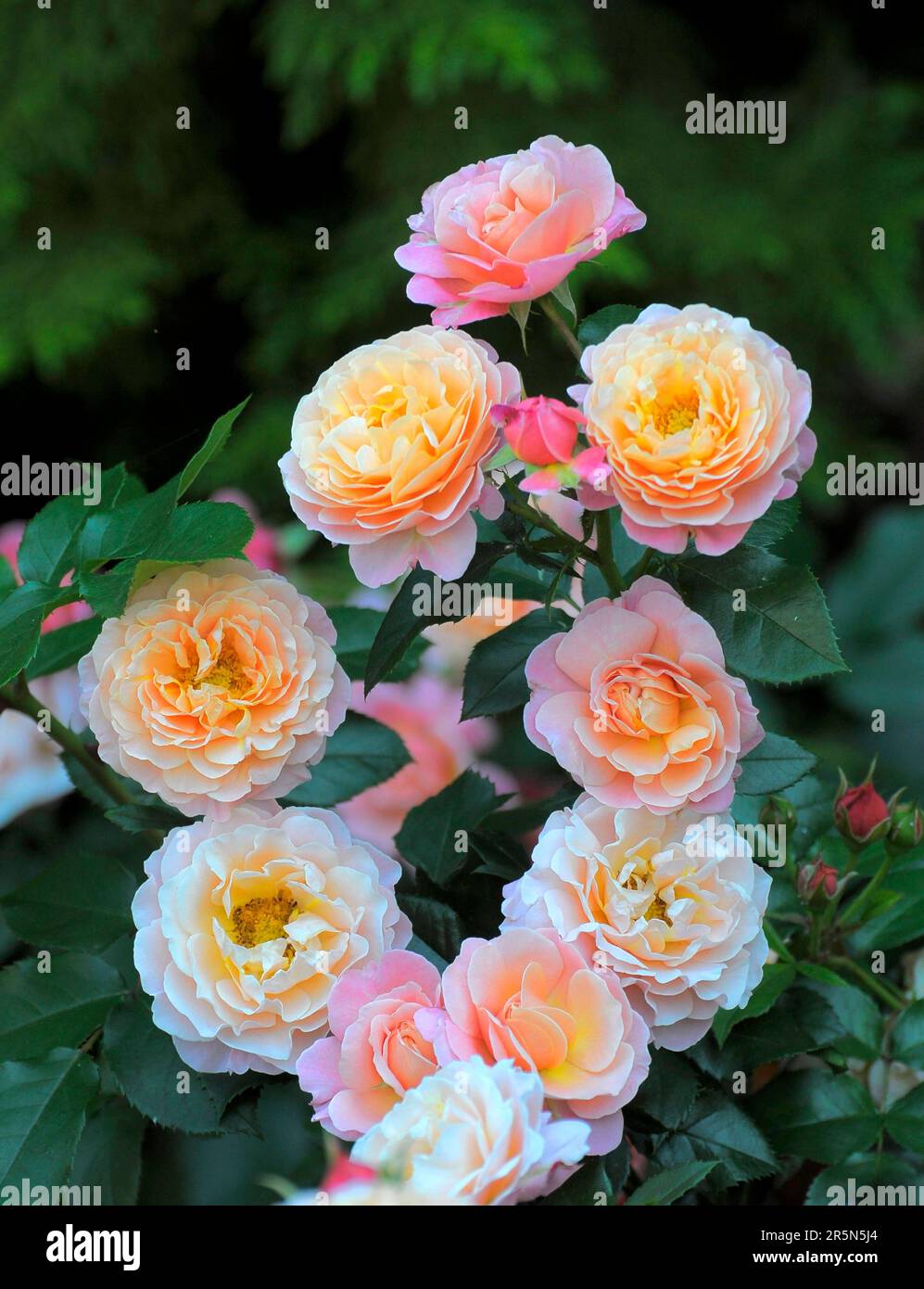 Lake Constance Island Mainau, Rose Branch, Bedding Roses Stock Photo ...