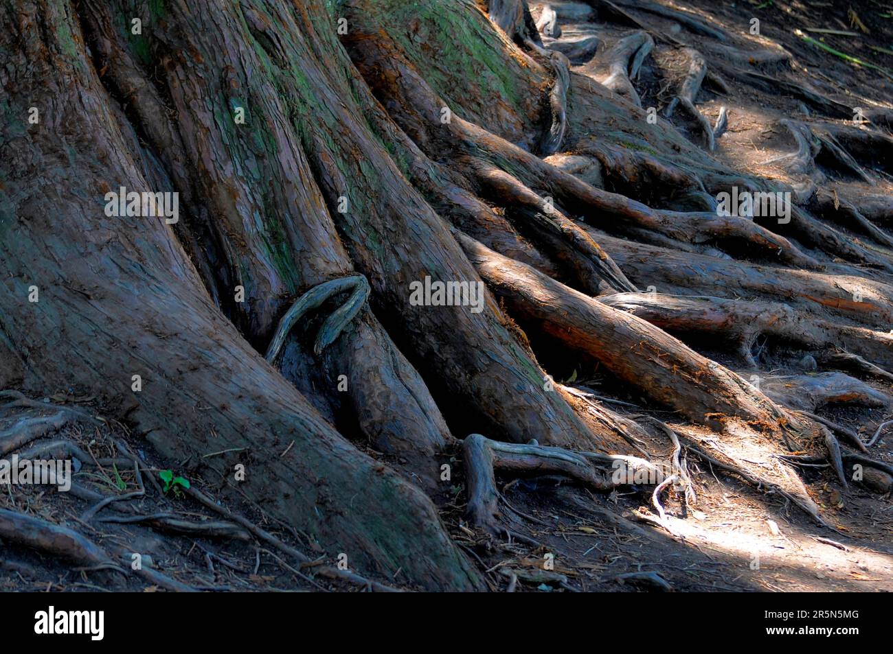 Lake Constance Island Mainau, sequoia, roots exposed Stock Photo - Alamy