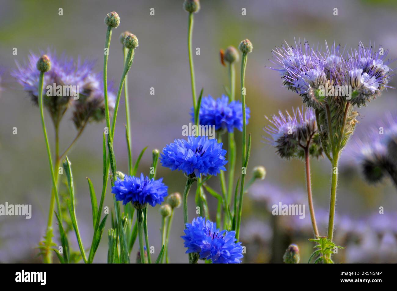 Cornflowers in the (Phacelia) Field Stock Photo - Alamy