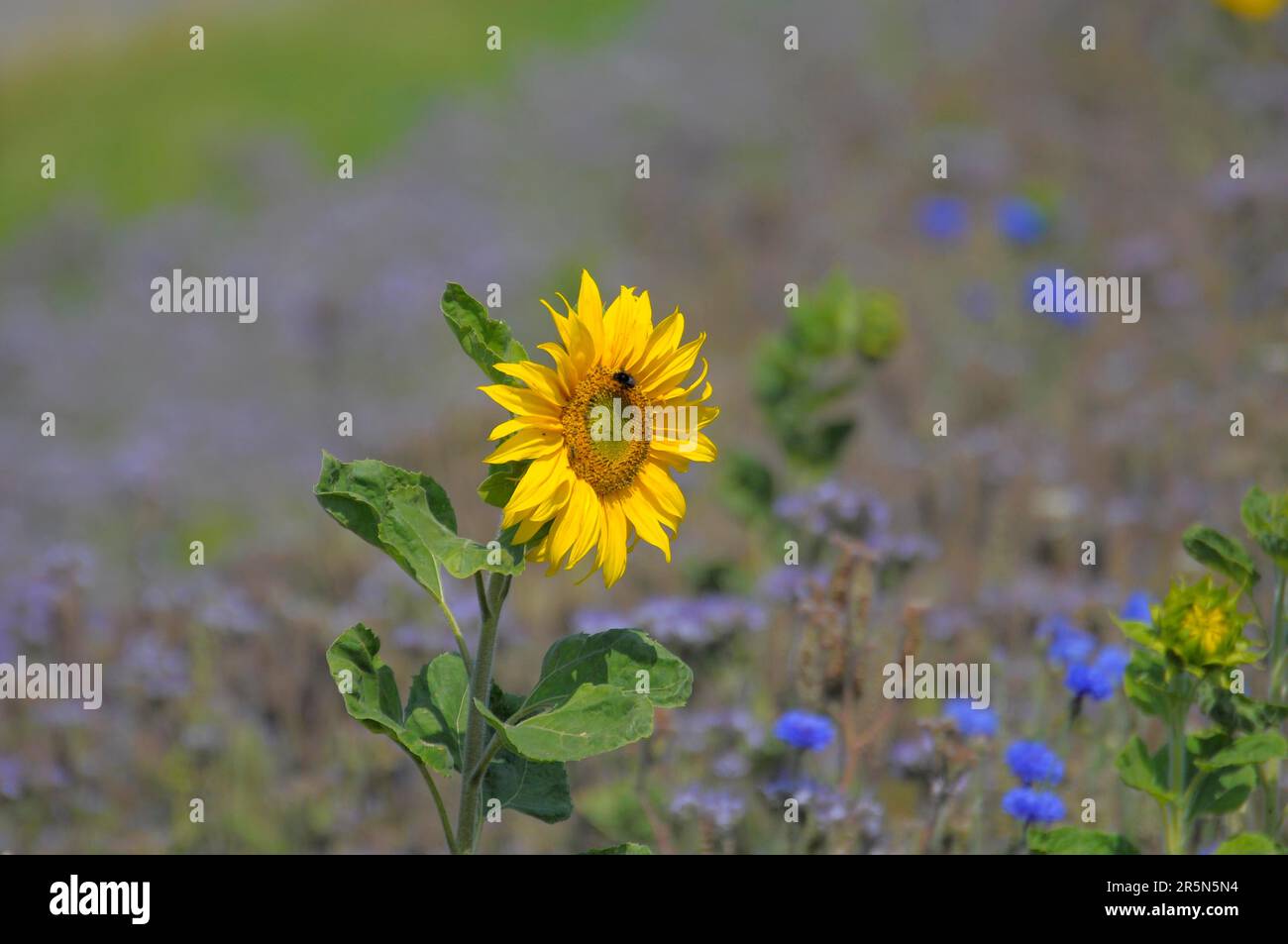 Sunflower (Helianthus annuus), single sunflower in (phacelia) field ...