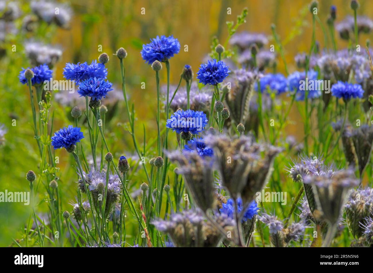 Cornflowers in the (Phacelia) Field Stock Photo - Alamy