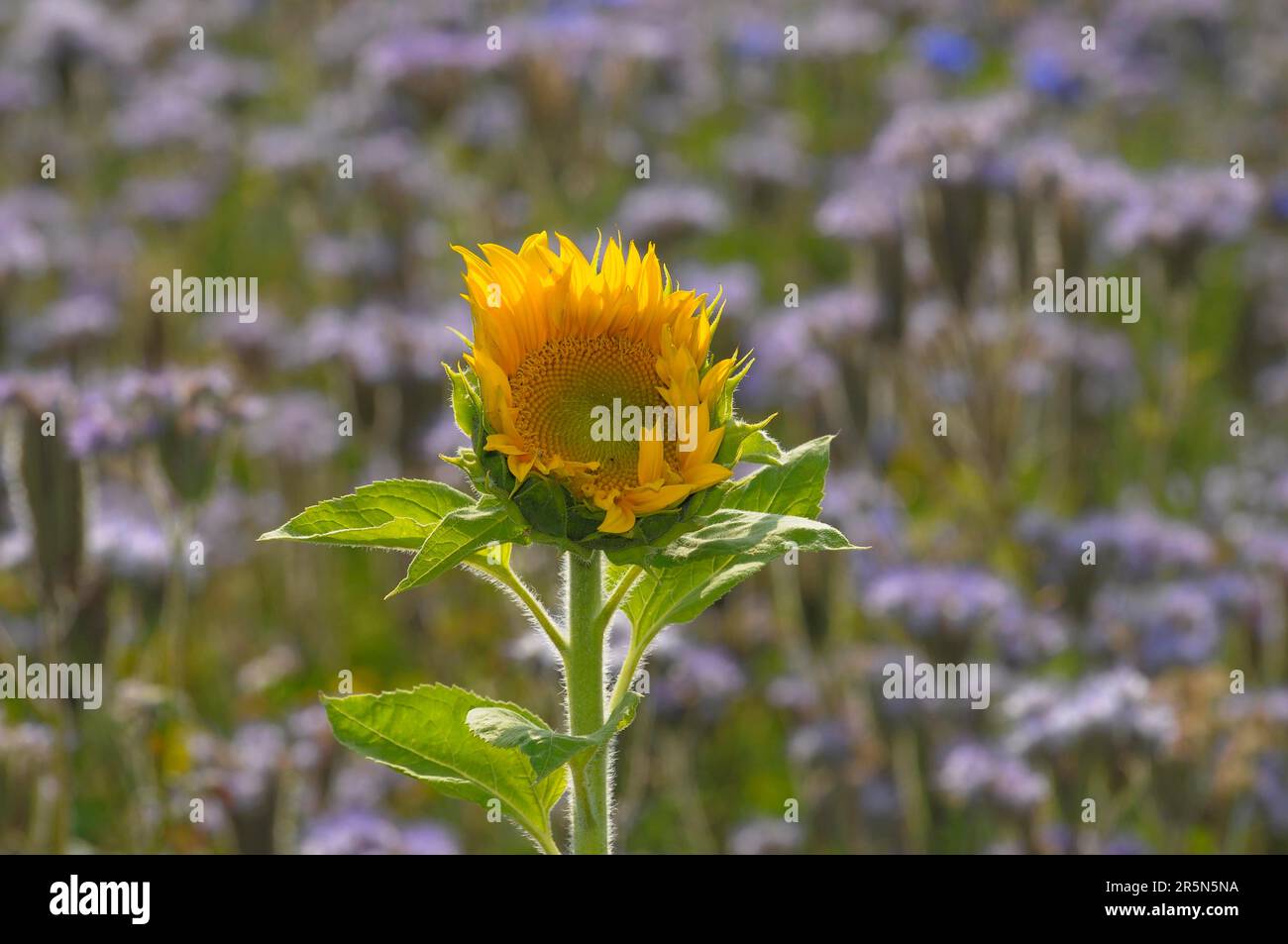 Sunflower (Helianthus annuus), single sunflower in (phacelia) field ...