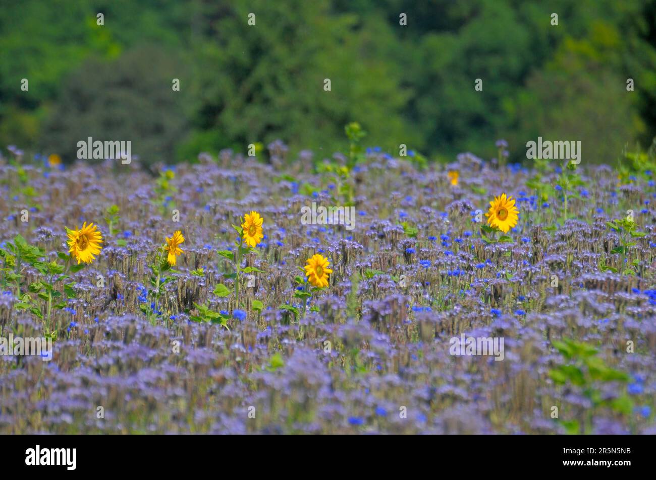 Sunflowers in the (Phacelia) Field Stock Photo - Alamy