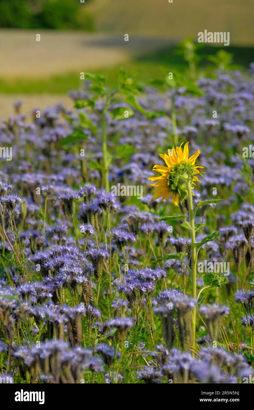 Sunflower (Helianthus annuus), single sunflower in (phacelia) field ...