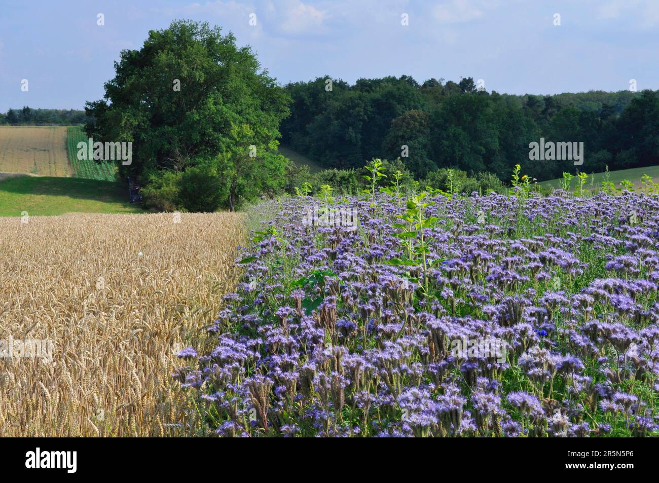 Wheat field with (phacelia) field near Maulbronn Stock Photo - Alamy
