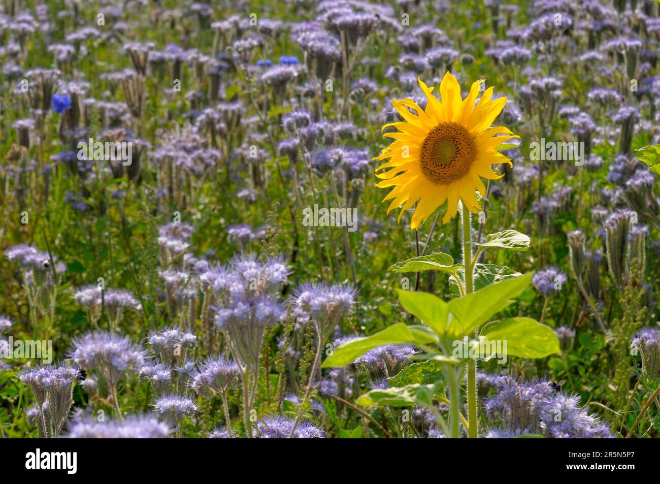 Sunflower (Helianthus annuus), single sunflower in (phacelia) field ...