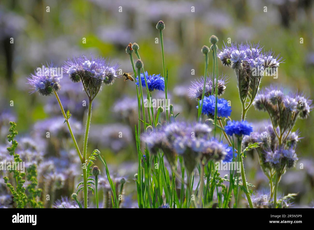 Cornflowers in the (Phacelia) Field Stock Photo - Alamy