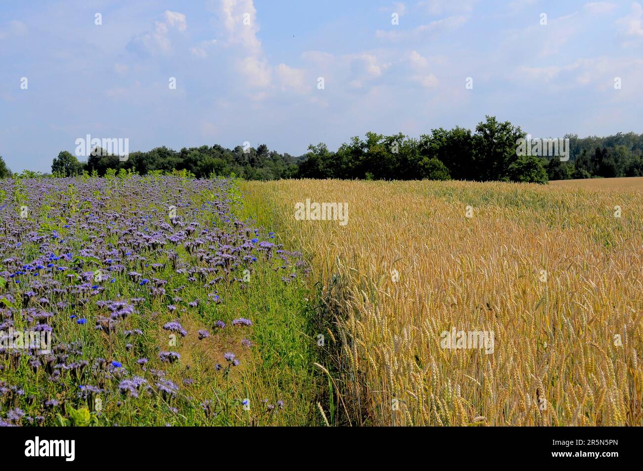 Wheat field with (Phacelia) field Stock Photo - Alamy