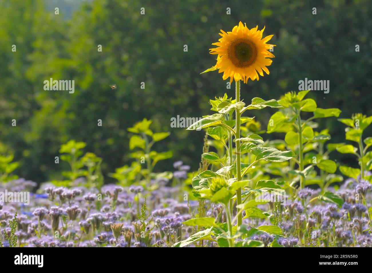 Sunflower (Helianthus annuus), single sunflower in (phacelia) field ...