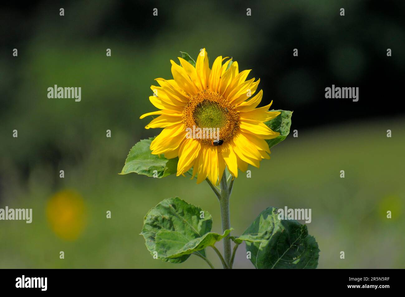 Sunflower (Helianthus annuus), single sunflower in (phacelia) field ...