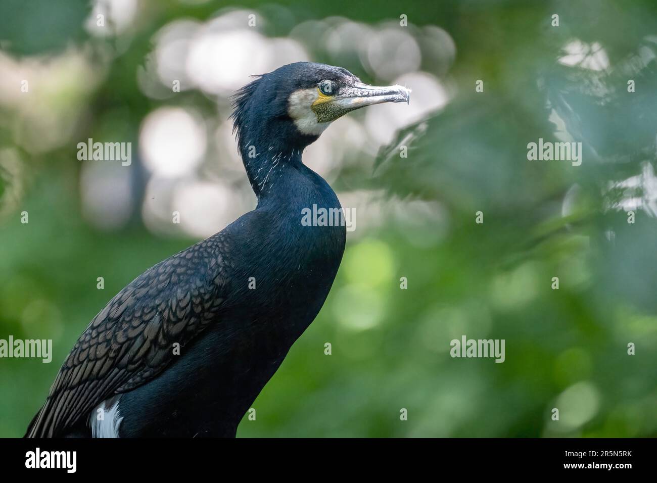 Great cormorant (Phalacrocorax carbo), animal portrait, captive Stock ...
