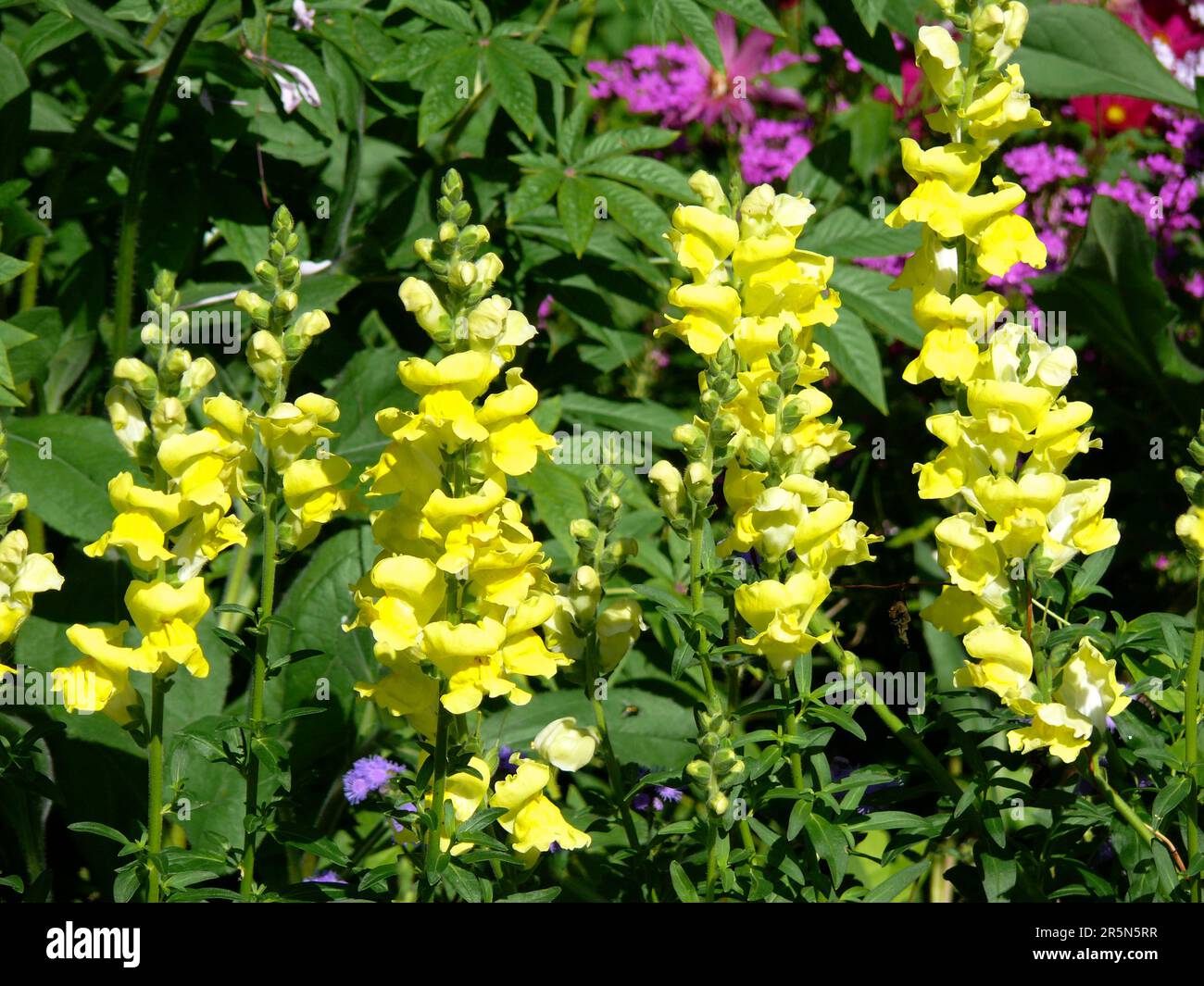 Snapdragon yellow, snapdragon (Anthirrinum majus Stock Photo - Alamy
