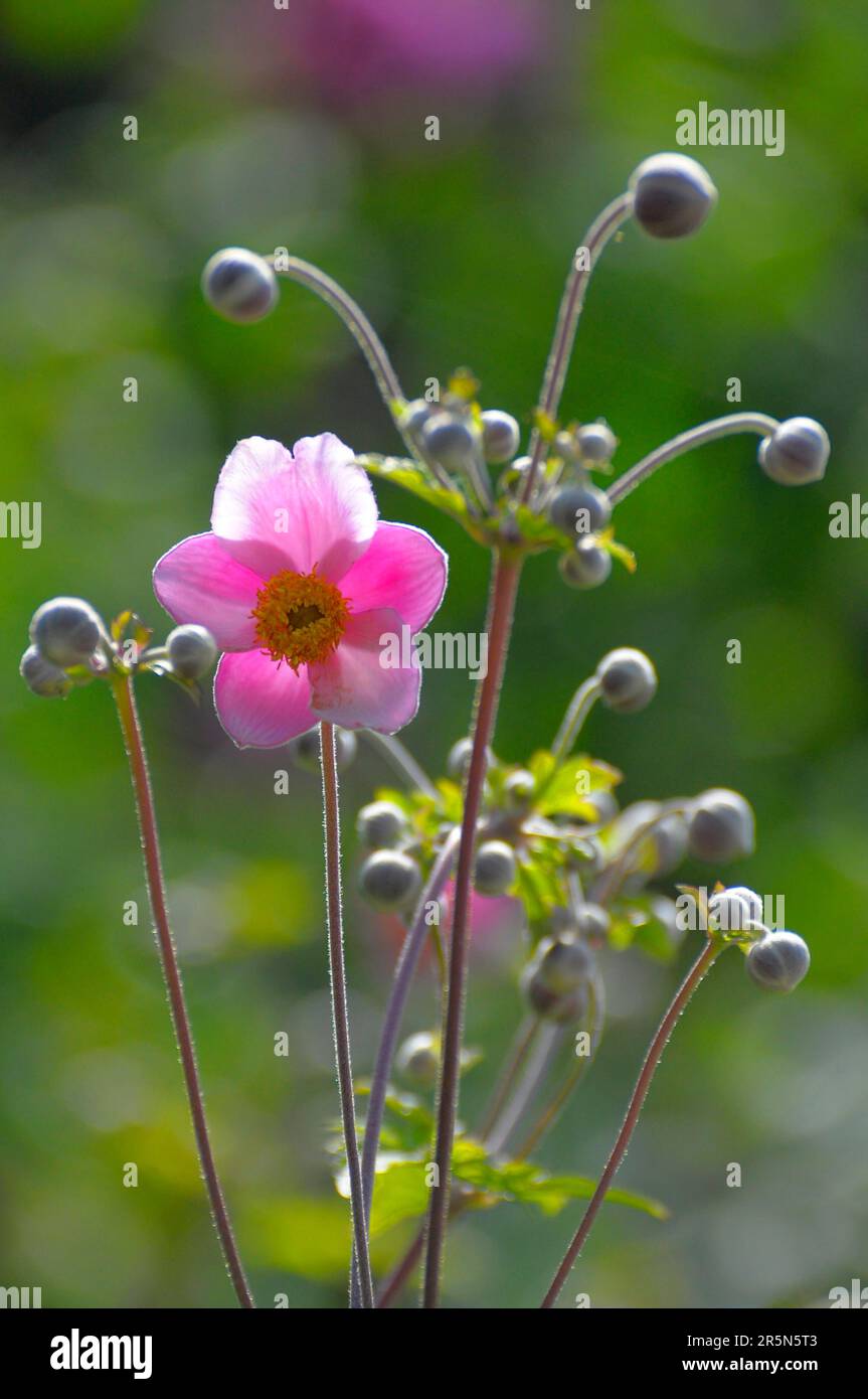 Japanese anemone (Anemone hupehensis) flowering in the garden, chinese ...