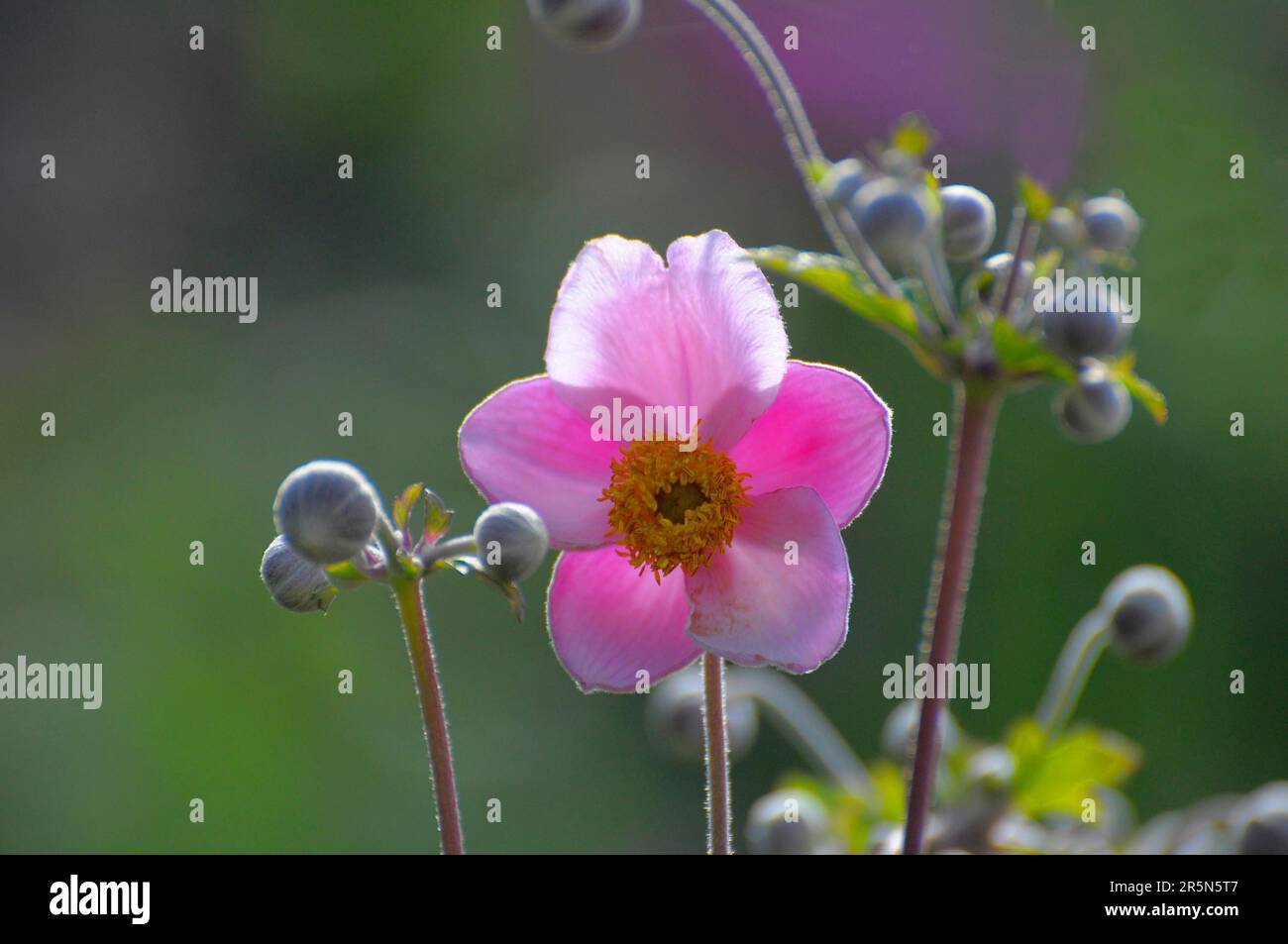 Japanese anemone (Anemone hupehensis) flowering in the garden, chinese ...