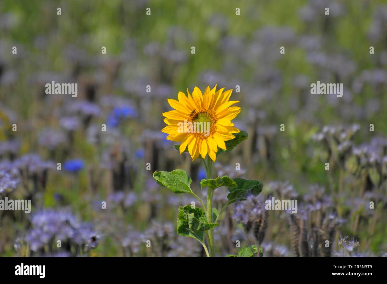 Sunflower (Helianthus annuus), single sunflower in (phacelia) field ...