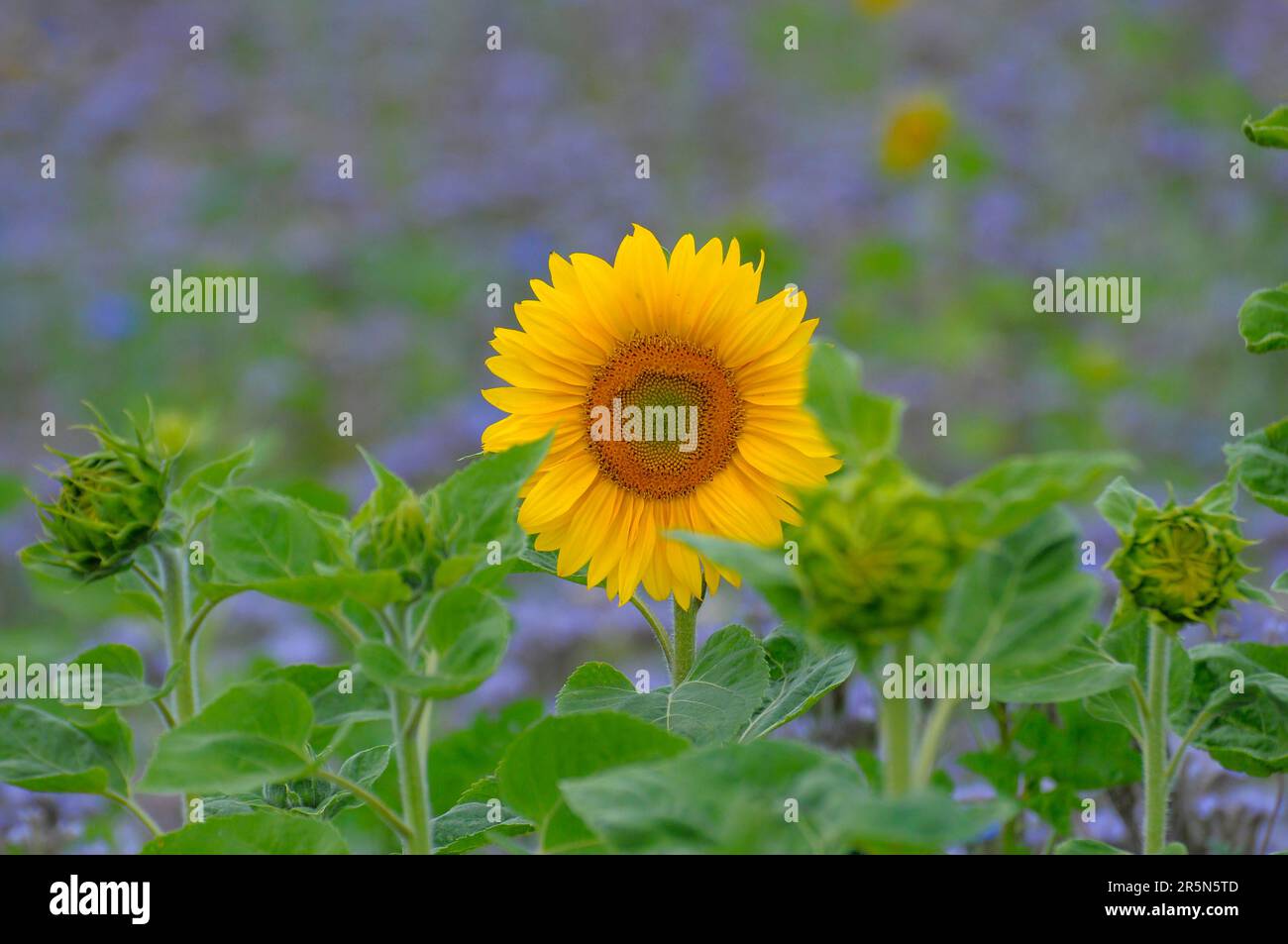 Sunflower (Helianthus annuus), single sunflower in the (phacelia) field ...