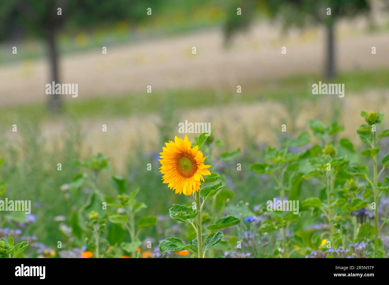 Sunflower (Helianthus annuus), single sunflower in the (phacelia) field ...