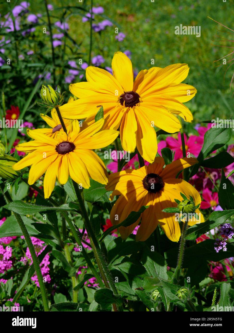 Coneflower, orange coneflower (Rudbeckia fulgida), Glowing Coneflower ...
