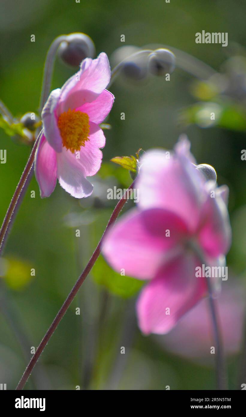 Japanese anemone (Anemone hupehensis) flowering in the garden, chinese ...