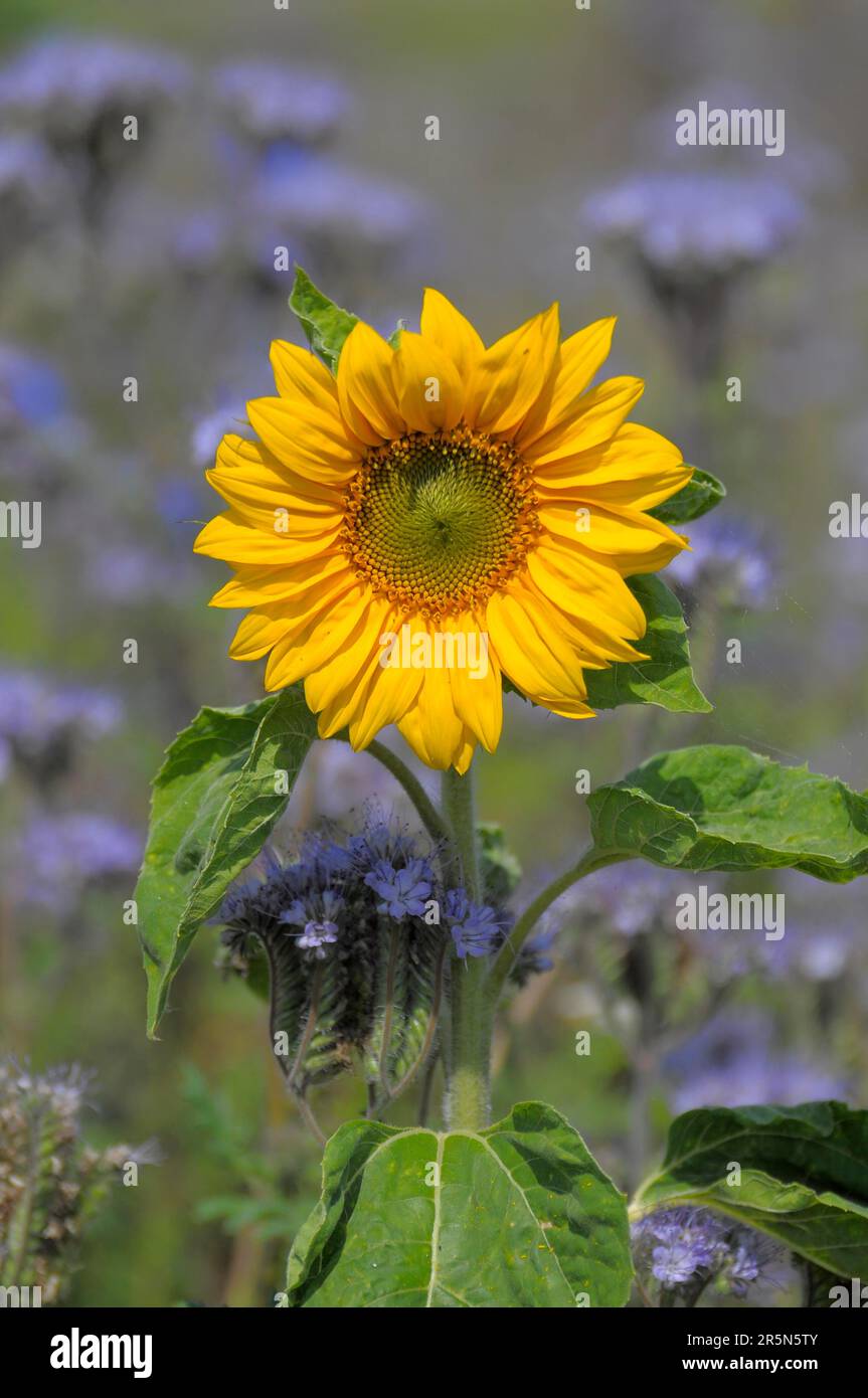 Sunflower (Helianthus annuus), single sunflower in (phacelia) field ...