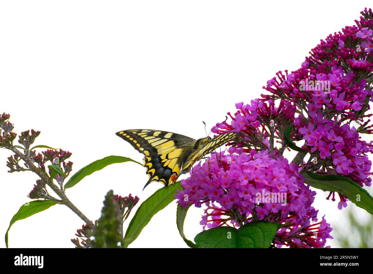 Butterfly : Swallowtail on summer lilac, butterfly bush Butterfly bush ...